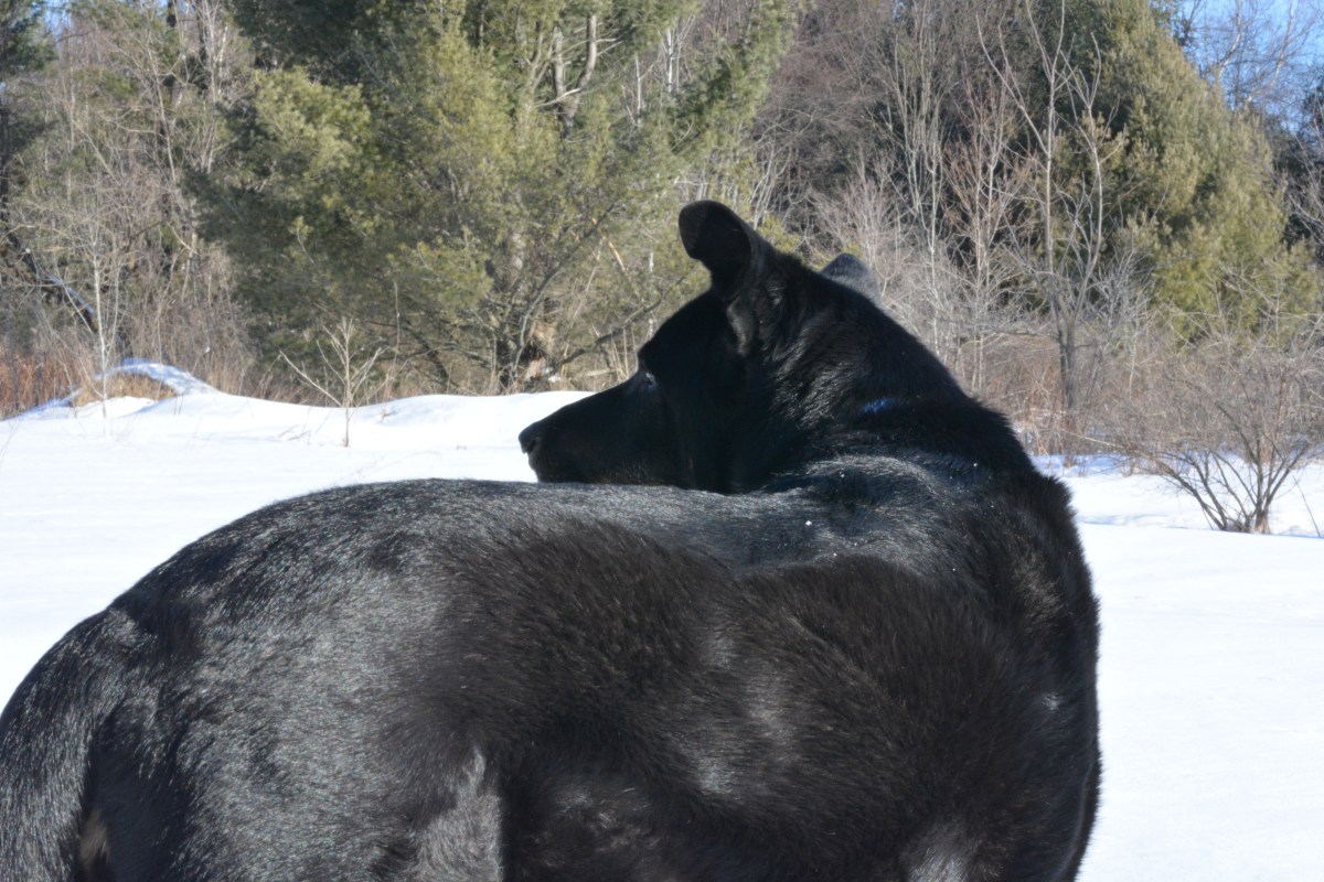 What does Spring look like? – Eudora Watson